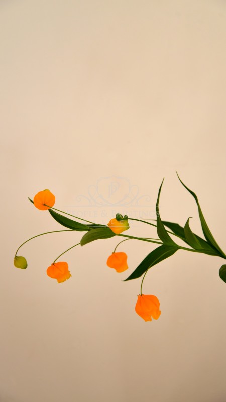 Orange Bells People And Paintings orange-bells-people-and-paintings